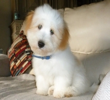 Cuccioli carini di Coton de Tulear